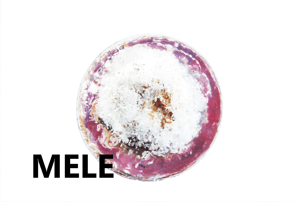Mele: seeking for Art by freezing apples in time using heat